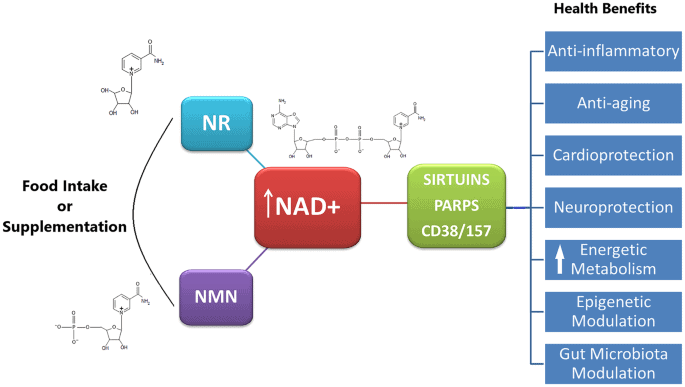NAC Vs. NAD: 7 Key Differences Explained NAC Vs. NAD: 7 Key Differences Explained
