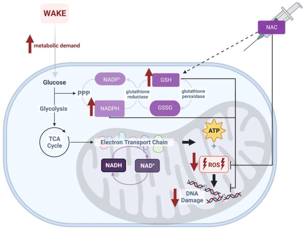 NAC Vs. NAD: 7 Key Differences Explained NAC Vs. NAD: 7 Key Differences Explained